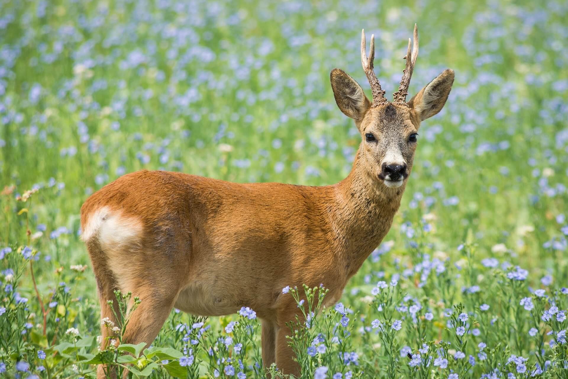 Eine feine Spezialität: Der Maibock!